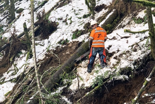 Pine Tree Poisoning Provides Lessons for Oregon DOT - The Leaflet by AASHTO